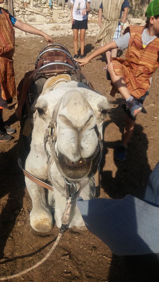 6 Places in Israel to See Animals Up Close